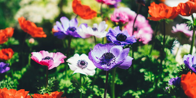 Flowers in Mythology: Our Favourite Floral Myths - Blossoming Gifts