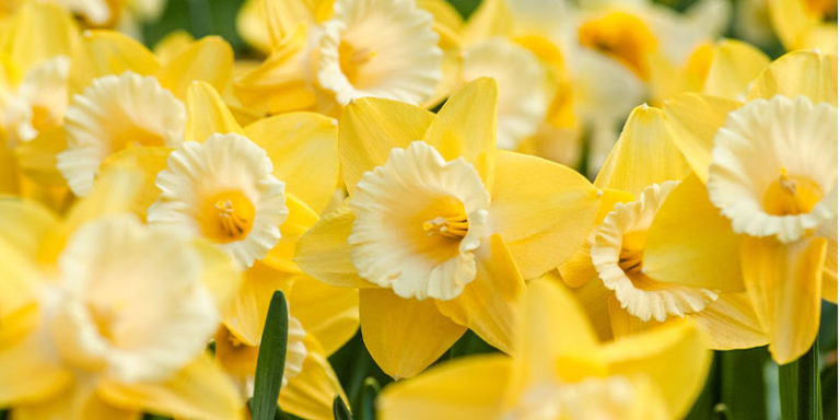 Flowers in Mythology: Our Favourite Floral Myths - Blossoming Gifts