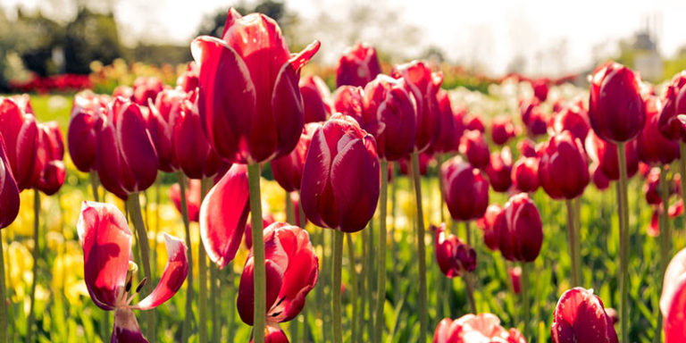 Flowers in Mythology: Our Favourite Floral Myths - Blossoming Gifts