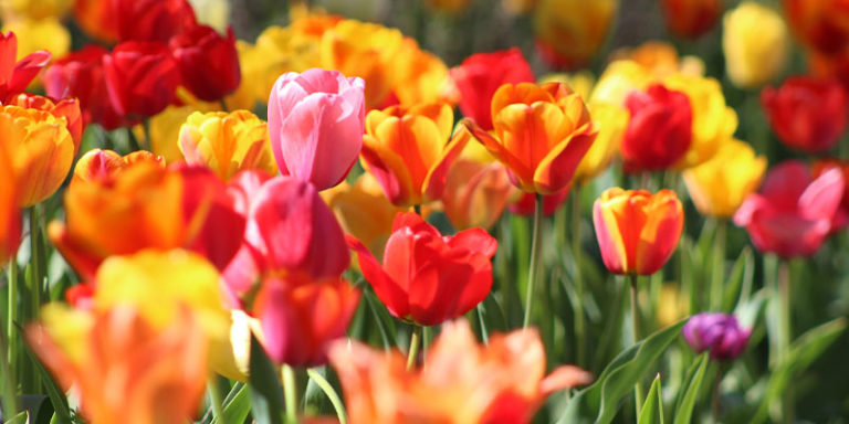 7 Interesting Facts About Tulips - Flowers & Gifts Blog - Blossoming Gifts
