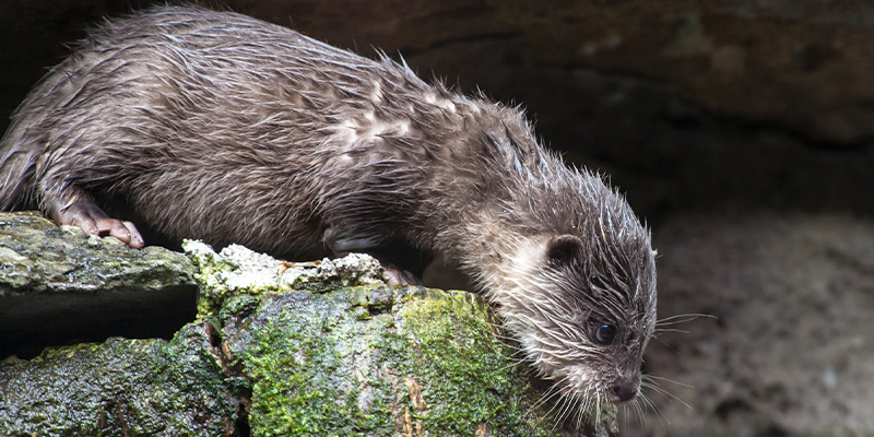 Animals that are born in Spring | Blossoming Gifts Blog