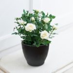 How To Care For An Indoor Rose Plant | Blossoming Gifts