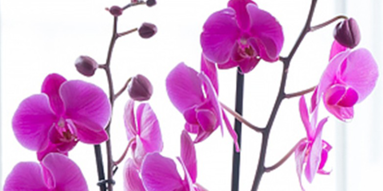 7 Facts About Orchids | Blossoming Gifts