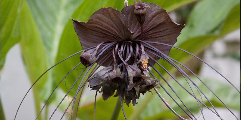 15 Scariest Flowers in the World - Blossoming Gifts