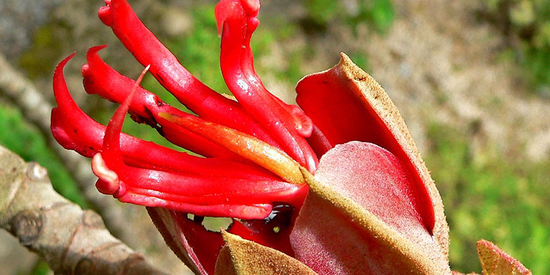 12 Weird & Wonderful Flowers from Around the World - Blossoming Gifts
