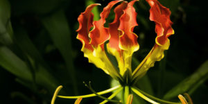 12 Weird & Wonderful Flowers from Around the World - Blossoming Gifts