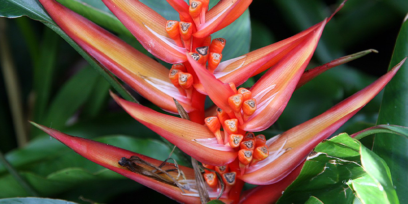 12 Weird & Wonderful Flowers from Around the World - Blossoming Gifts