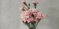 Everything You Need To Know About Carnations | Blossoming Gifts