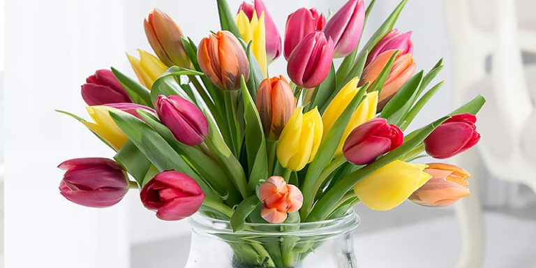 7 Interesting Facts About Tulips - Flowers & Gifts Blog - Blossoming Gifts