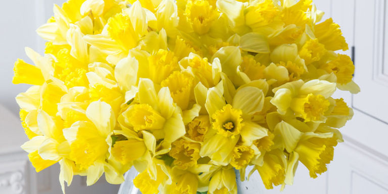 7 Fascinating Facts About Daffodils - Blossoming Gifts