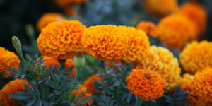 11 Halloween Flowers Linked to Supernatural Folklore | Blossoming Gifts