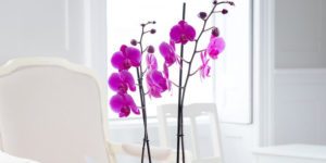 10 Flowers that Symbolise Kindness - Blossoming Gifts