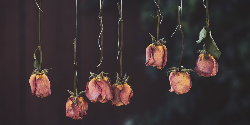 How to Dry & Press Flowers: A Complete Guide - Blossoming Gifts