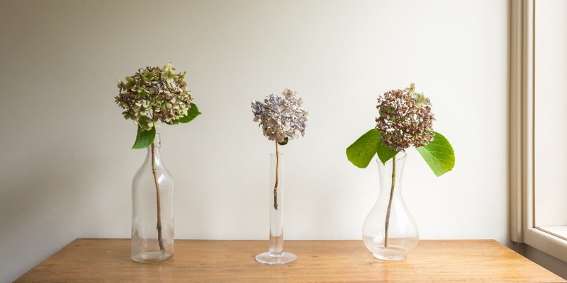 How to Dry & Press Flowers: A Complete Guide - Blossoming Gifts