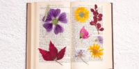 How to Dry & Press Flowers: A Complete Guide - Blossoming Gifts