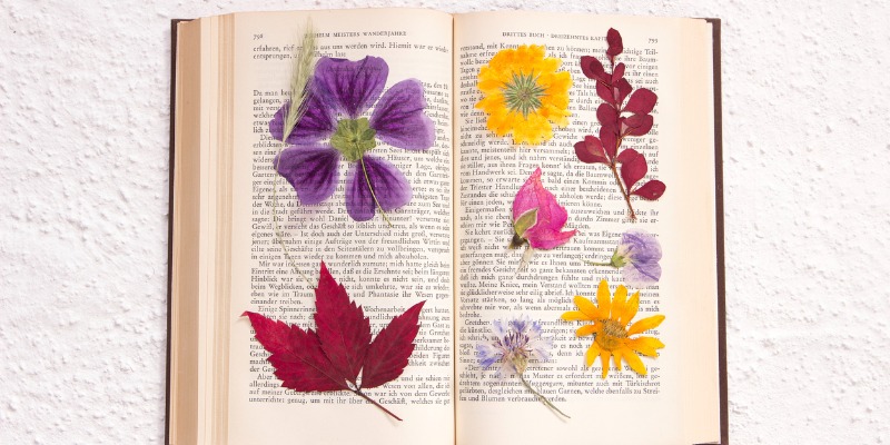 How to Dry and Press Flowers: A Comprehensive Guide - My Heart Lives Here