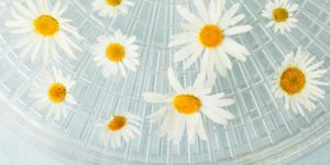 How to Dry & Press Flowers: A Complete Guide - Blossoming Gifts