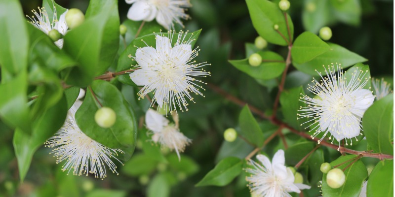 10 of Our Favourite Royal Family Bouquets - Blossoming Gifts