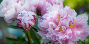 Flowers in Mythology: Our Favourite Floral Myths - Blossoming Gifts