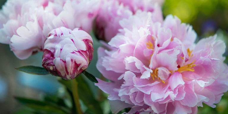 Flowers in Mythology: Our Favourite Floral Myths - Blossoming Gifts