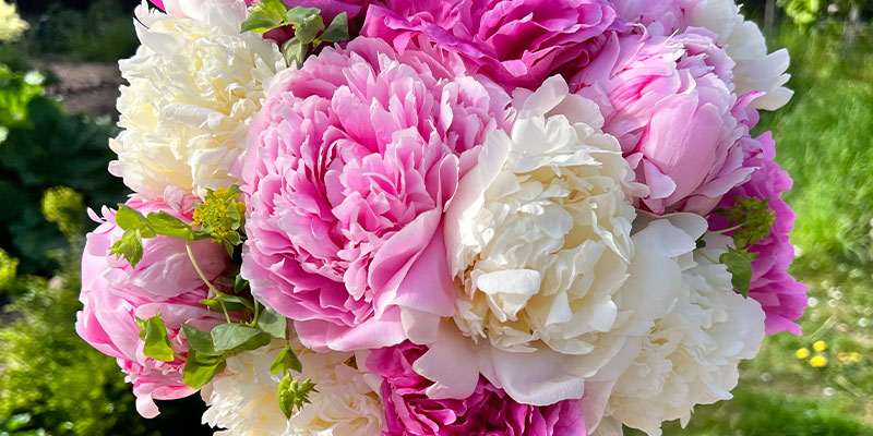 Blossoming Gifts » Blog Archive Everything You Need to Know About ...