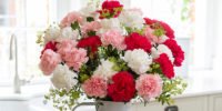Everything You Need To Know About Carnations | Blossoming Gifts