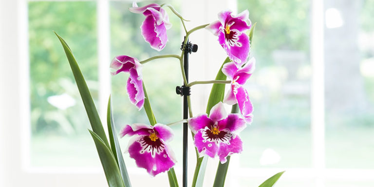 Top 12 Lucky Flowers & Plants - Blossoming Gifts
