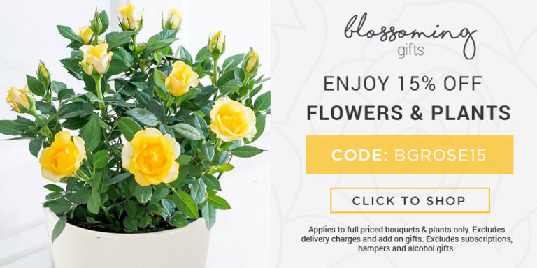 How To Care For An Indoor Rose Plant | Blossoming Gifts