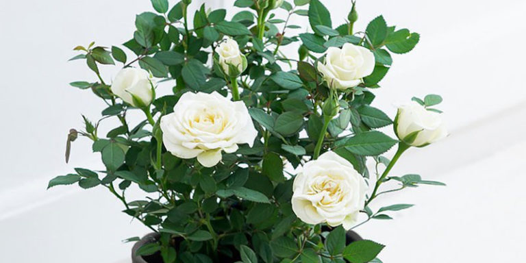How To Care For An Indoor Rose Plant | Blossoming Gifts