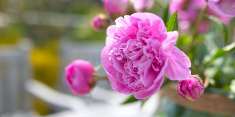 Flowers in Mythology: Our Favourite Floral Myths - Blossoming Gifts
