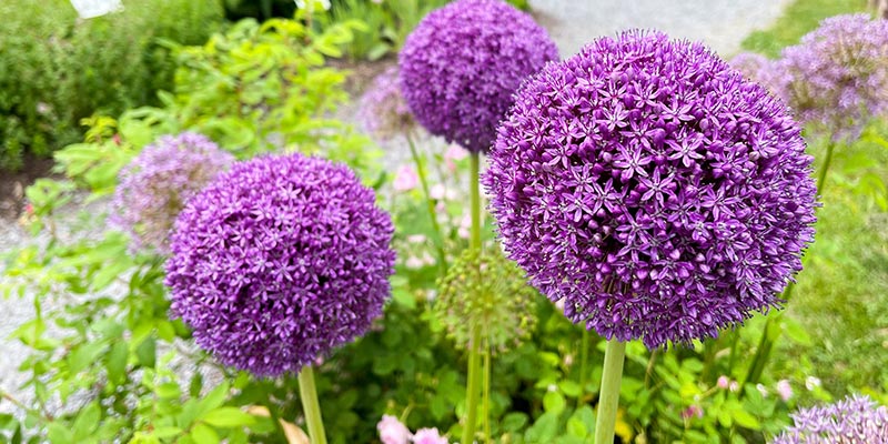 Top 23 Edible Flowers - Blossoming Gifts