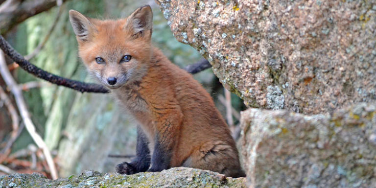 Animals that are born in Spring | Blossoming Gifts Blog