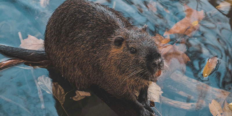 Animals that are born in Spring | Blossoming Gifts Blog