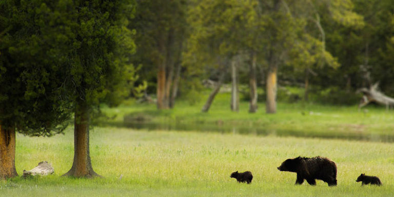 Animals that are born in Spring | Blossoming Gifts Blog