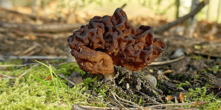 15 Scariest Flowers in the World - Blossoming Gifts