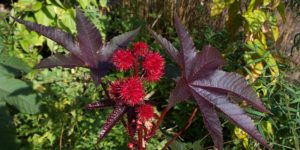 15 Scariest Flowers in the World - Blossoming Gifts