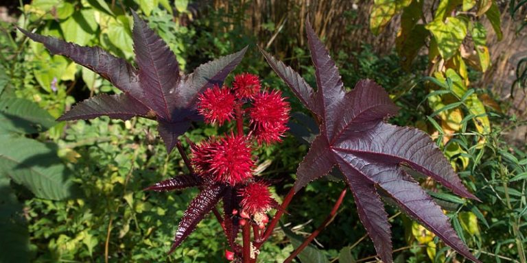 15 Scariest Flowers in the World - Blossoming Gifts