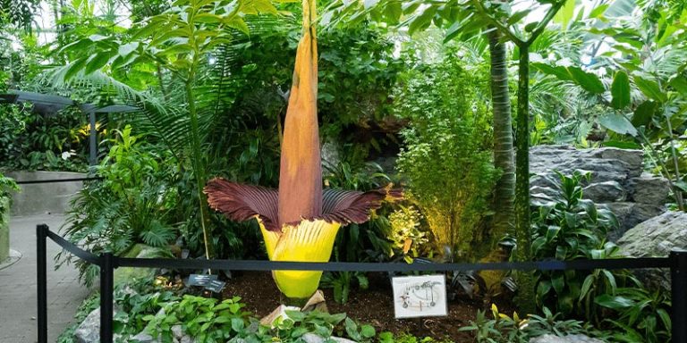 15 Scariest Flowers in the World - Blossoming Gifts