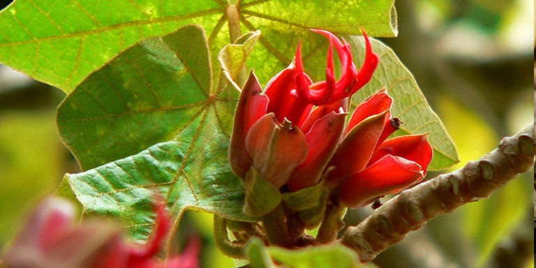 15 Scariest Flowers in the World - Blossoming Gifts