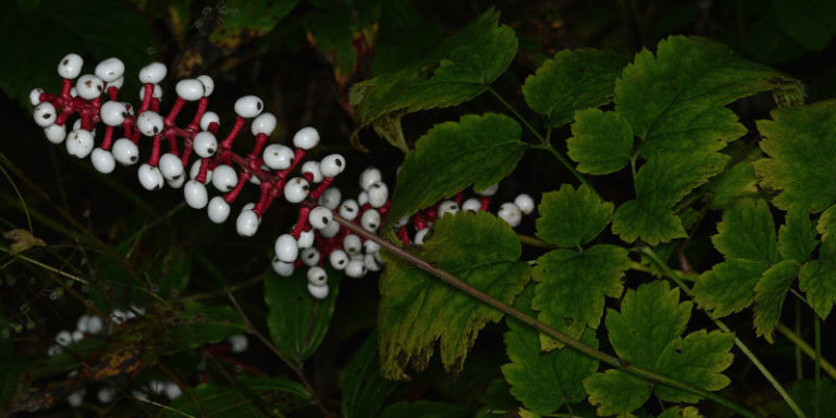 15 Scariest Flowers in the World - Blossoming Gifts