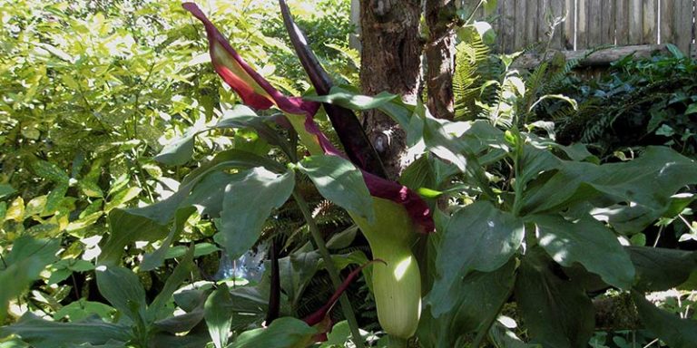 15 Scariest Flowers in the World - Blossoming Gifts