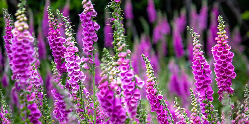 14 Flowers & Plants with Healing Properties | Blossoming Gift