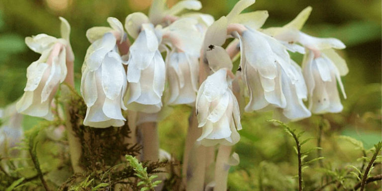 15 Scariest Flowers in the World - Blossoming Gifts