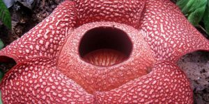 15 Scariest Flowers in the World - Blossoming Gifts