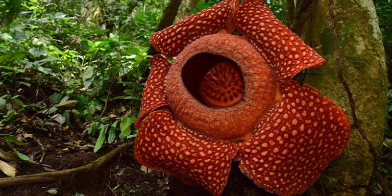 12 Weird & Wonderful Flowers from Around the World - Blossoming Gifts