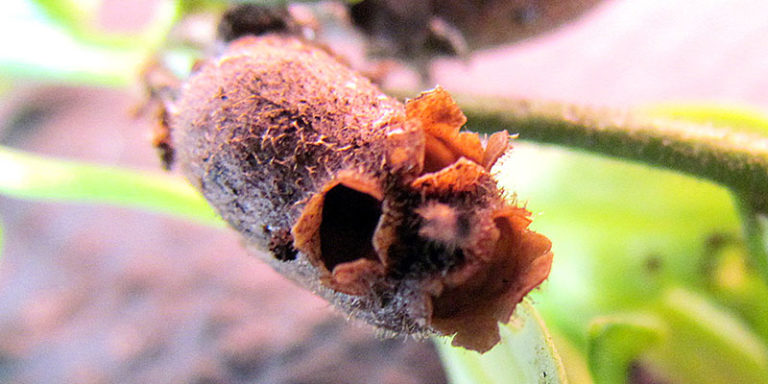 15 Scariest Flowers in the World - Blossoming Gifts