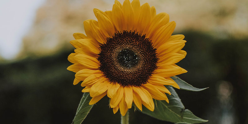 14 Flowers & Plants with Healing Properties | Blossoming Gift