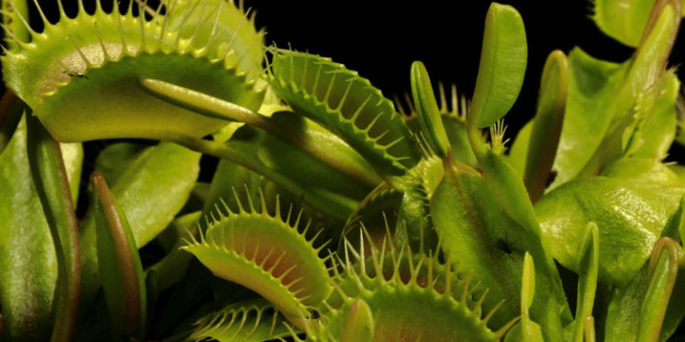 15 Scariest Flowers in the World - Blossoming Gifts