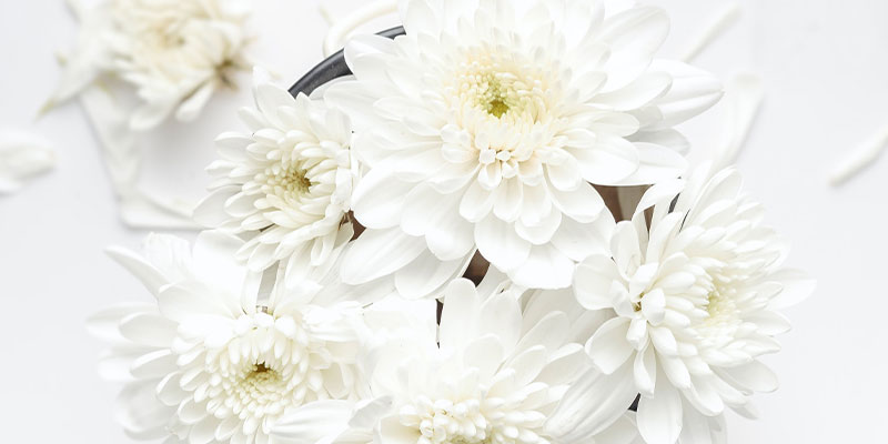 The Complete Guide to Sympathy Flowers - Blossoming Gifts