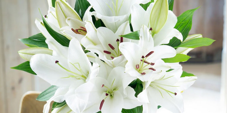 How to Get Rid of Lily Pollen Stains - Blossoming Gifts